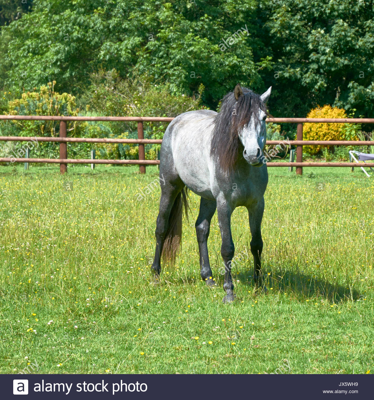 Graues Pony Stockfotos und -bilder Kaufen - Alamy