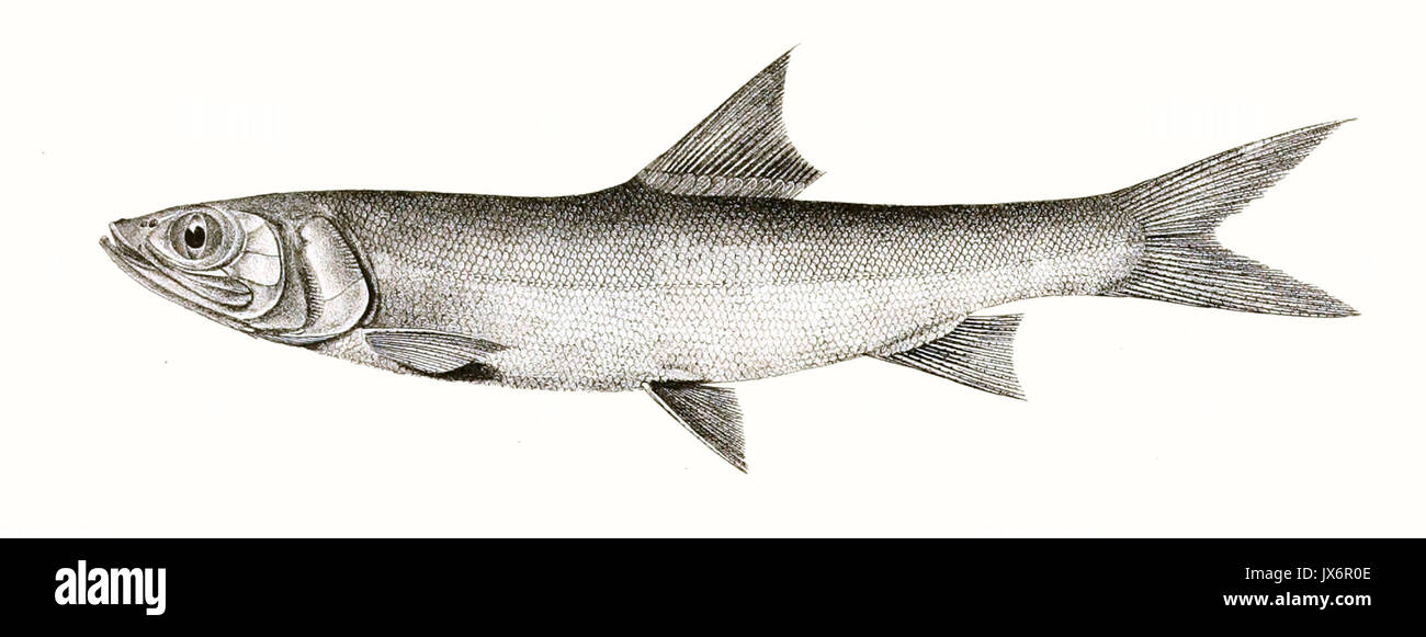Elops saurus -Fotos und -Bildmaterial in hoher Auflösung – Alamy