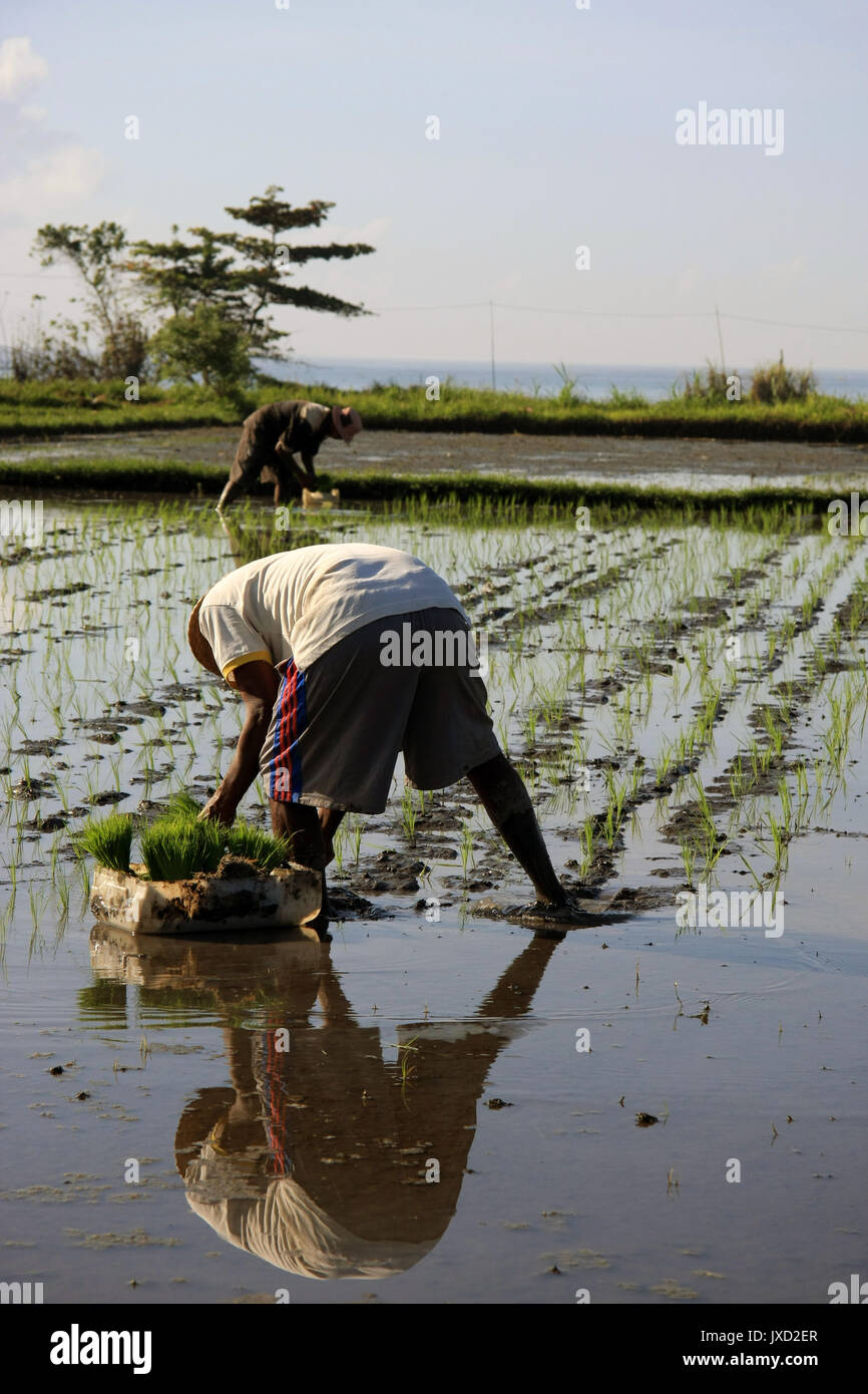 Feldarbeit in reisfeldern von china -Fotos und -Bildmaterial in hoher ...