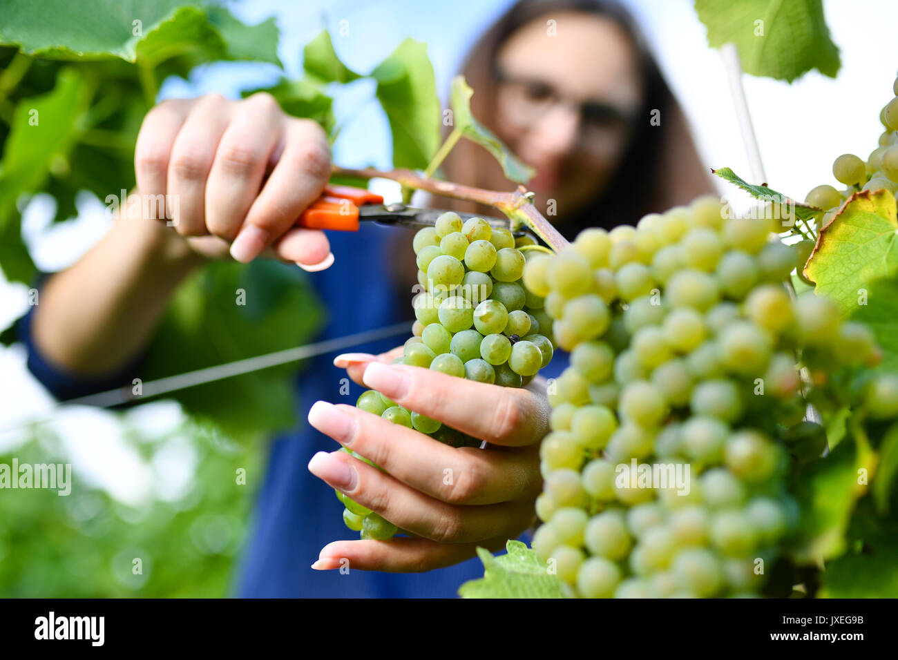 Weinsorte solaris -Fotos und -Bildmaterial in hoher Auflösung – Alamy