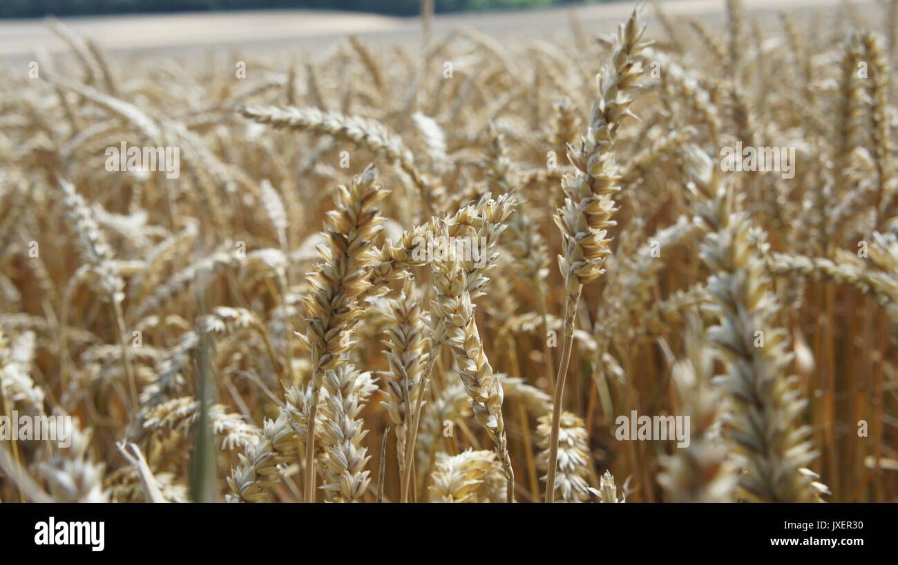 Ein weizenfeld mit zypressen -Fotos und -Bildmaterial in hoher ...