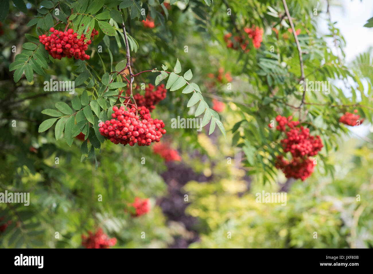 Sorbus aucuparia. Vogelbeeren auf einen Baum. Großbritannien ...