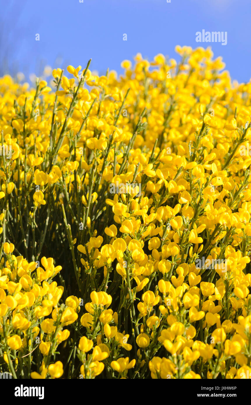 Broom cytisus leguminosae flower -Fotos und -Bildmaterial in hoher ...