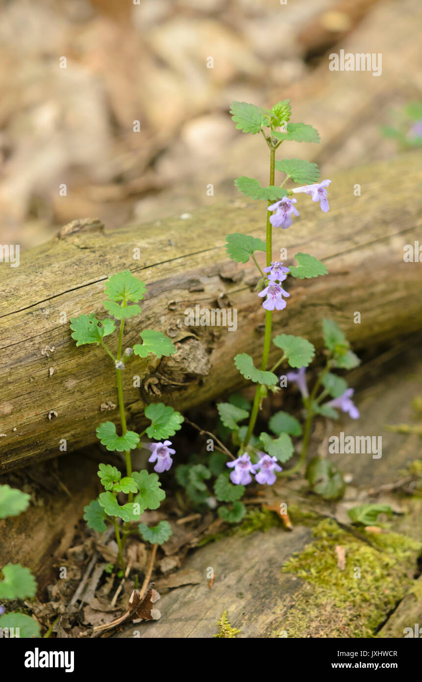Pflanze glechoma hederacea -Fotos und -Bildmaterial in hoher Auflösung ...