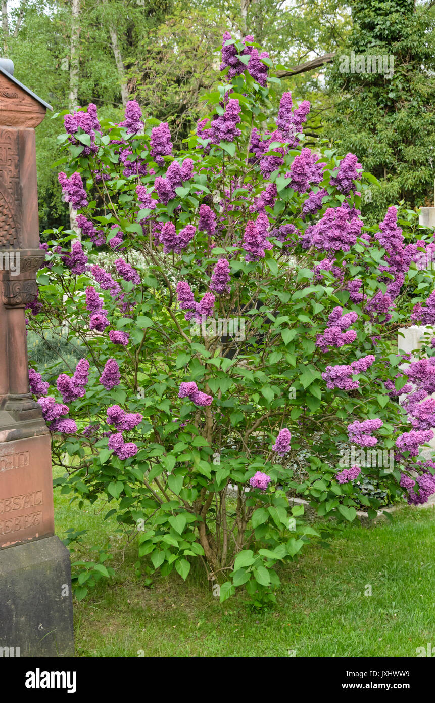 Lilla comune syringa vulgaris -Fotos und -Bildmaterial in hoher ...