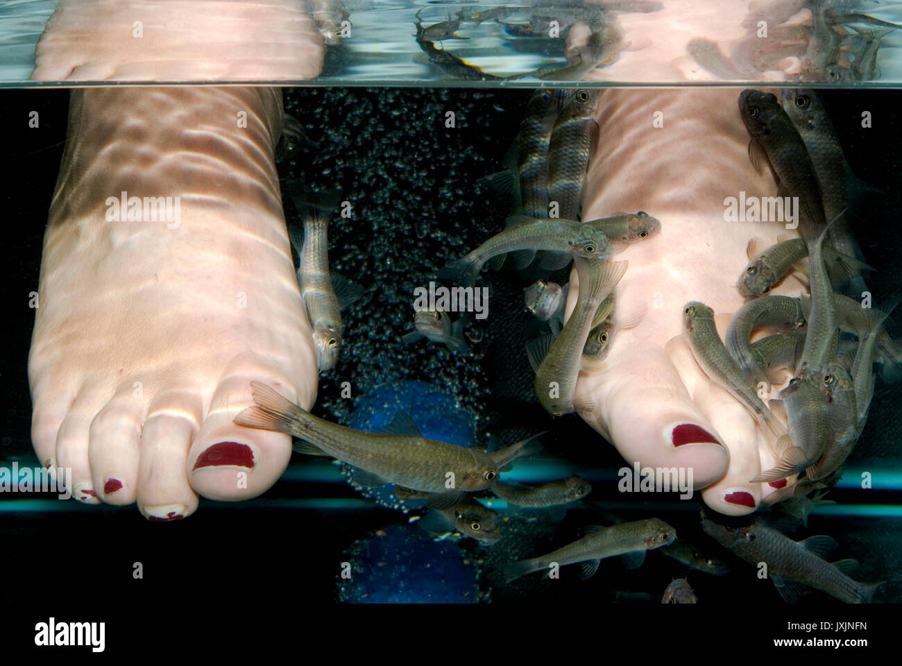 Kangal garra rufa -Fotos und -Bildmaterial in hoher Auflösung – Alamy