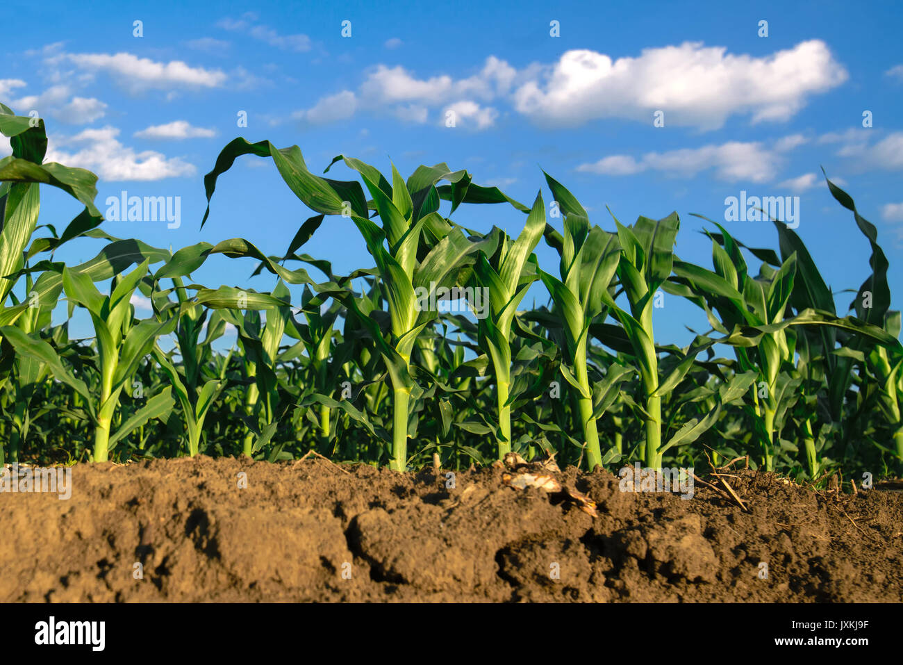 Junge Maispflanze Stockfotos und -bilder Kaufen - Alamy