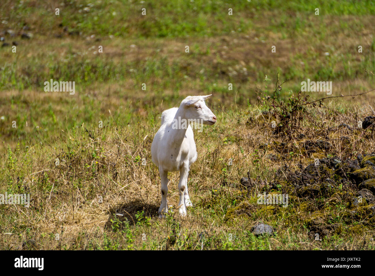 Sie ziege -Fotos und -Bildmaterial in hoher Auflösung – Alamy