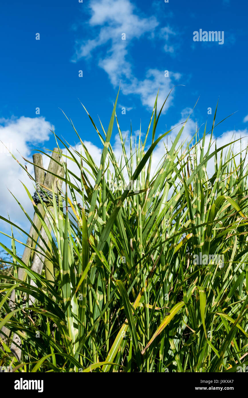 Zebragras miscanthus sinensis zebrinus -Fotos und -Bildmaterial in ...