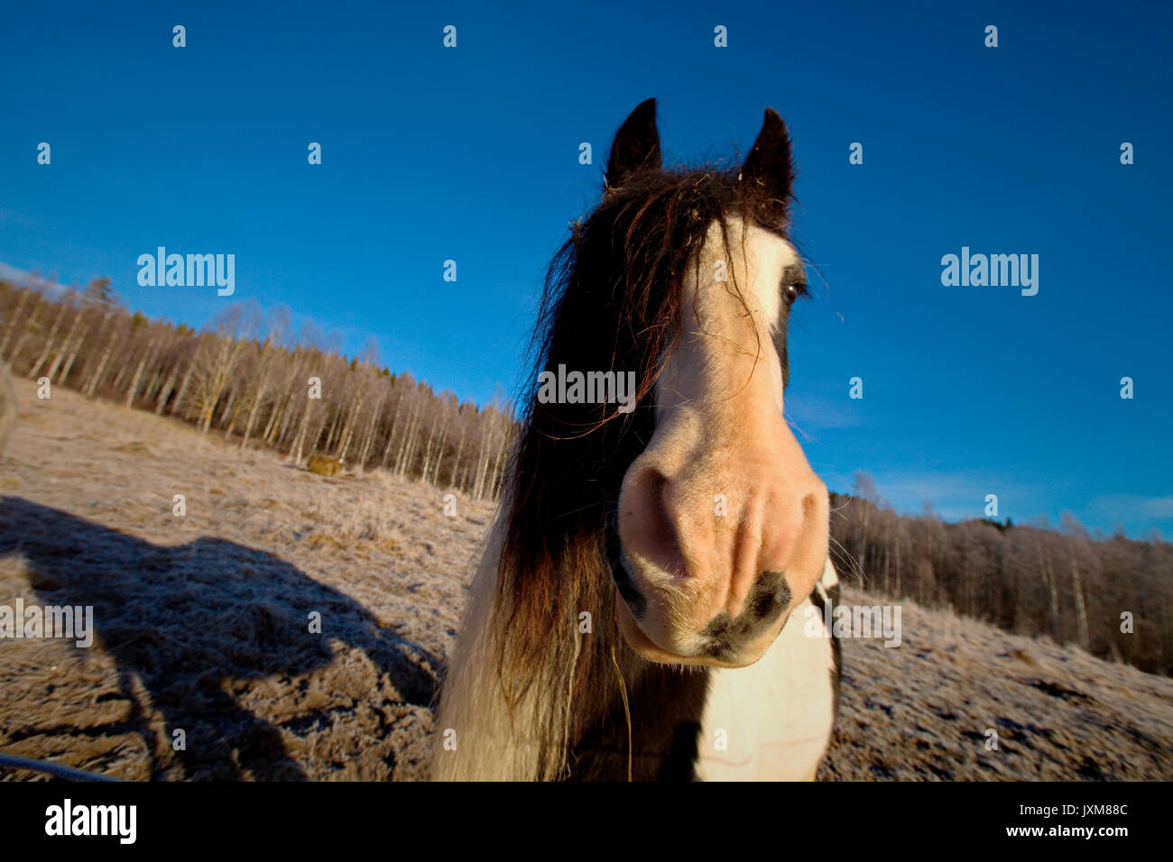 Irish tinker pferd -Fotos und -Bildmaterial in hoher Auflösung – Alamy