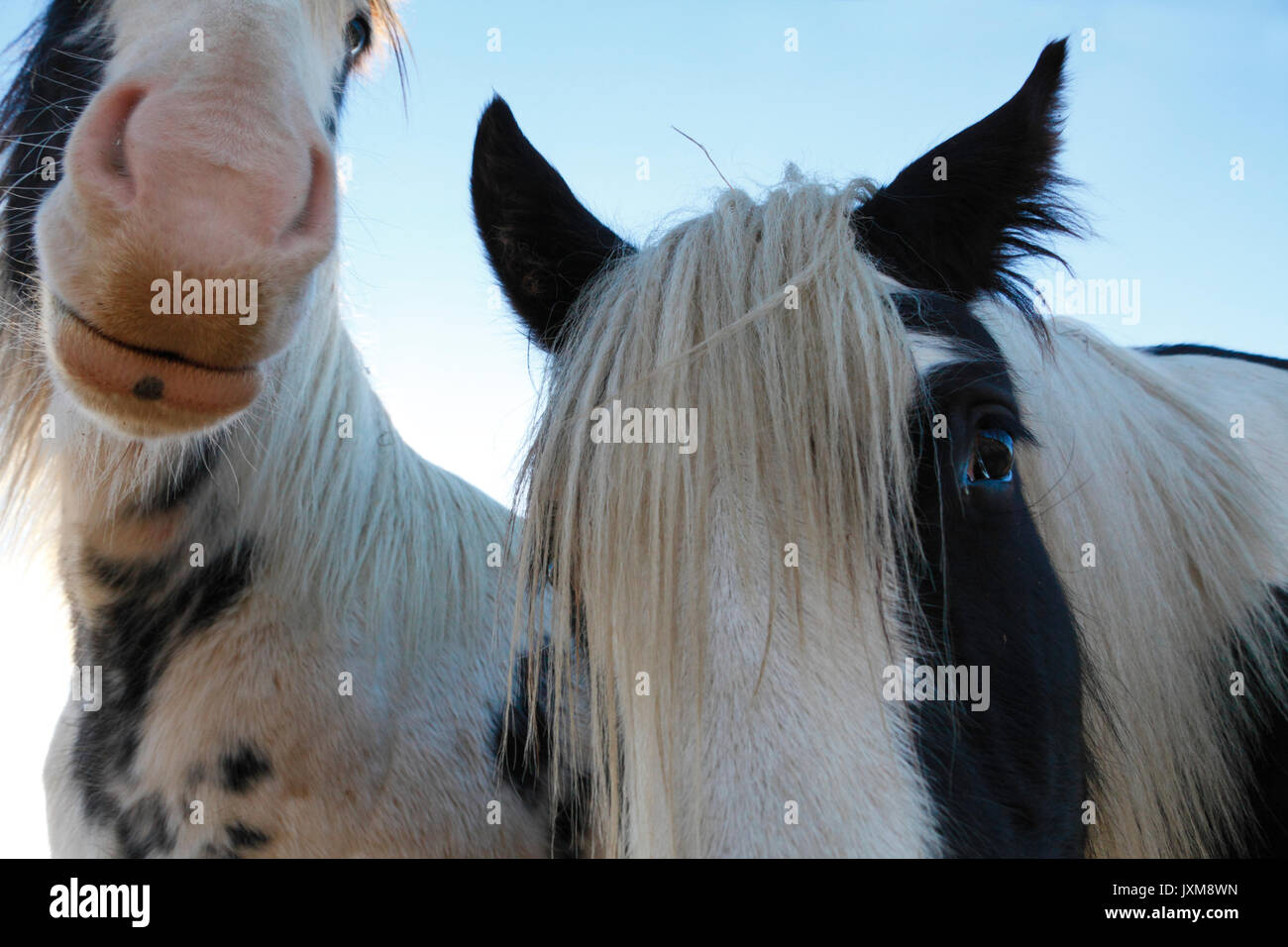 Irish tinker pferd -Fotos und -Bildmaterial in hoher Auflösung – Alamy