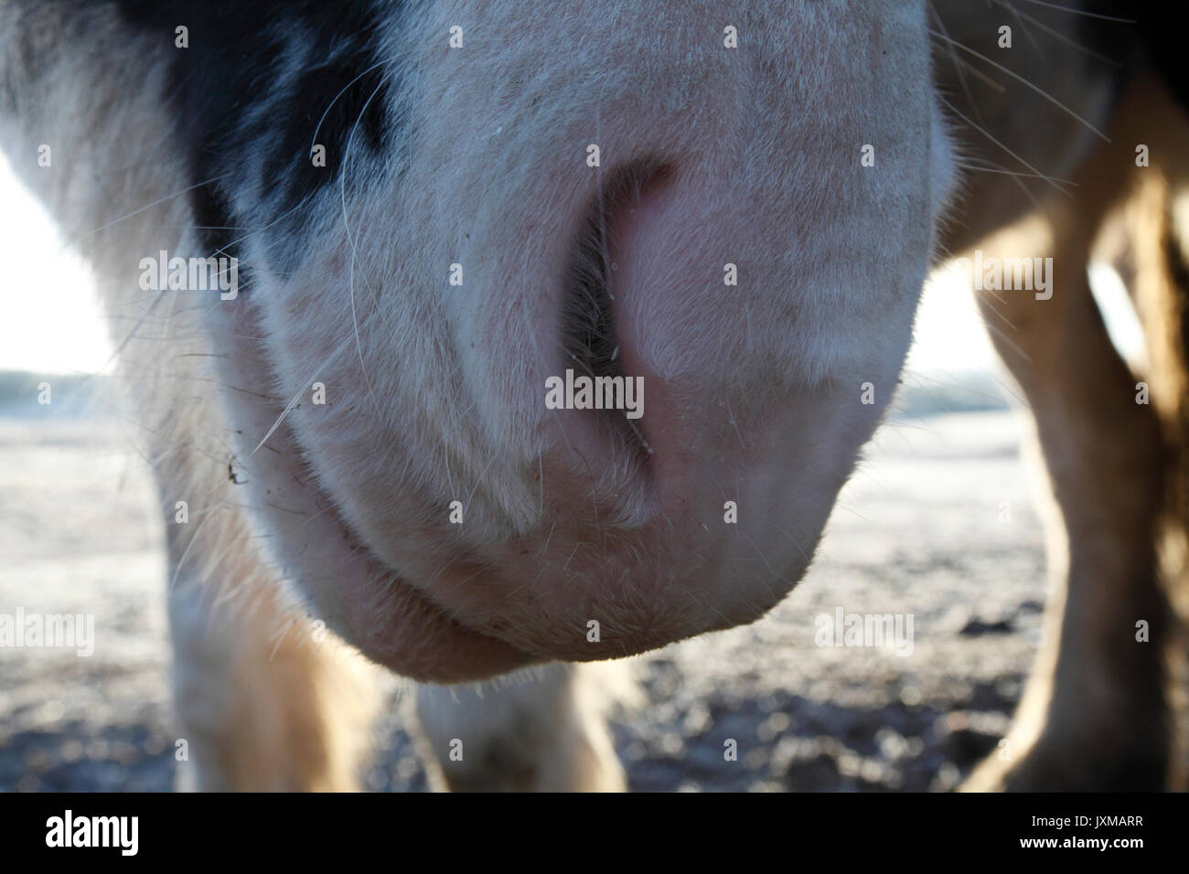Irish tinker horse -Fotos und -Bildmaterial in hoher Auflösung – Alamy