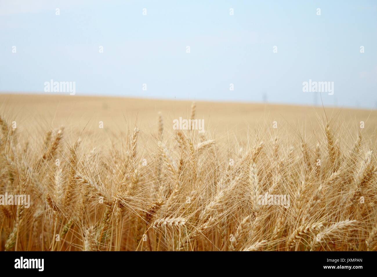Gerste im freien -Fotos und -Bildmaterial in hoher Auflösung – Alamy