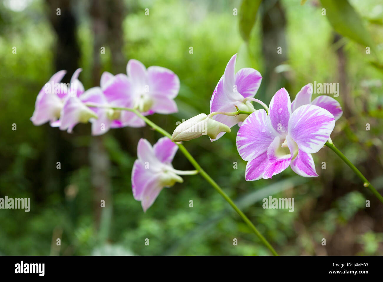 Exotische blume borneo -Fotos und -Bildmaterial in hoher Auflösung – Alamy