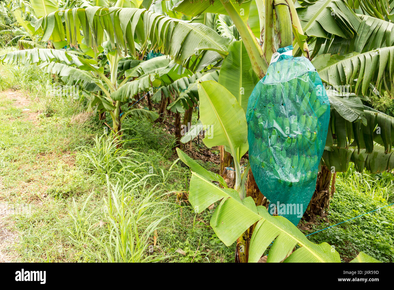 Banana tree bunch bananas plantations -Fotos und -Bildmaterial in hoher ...