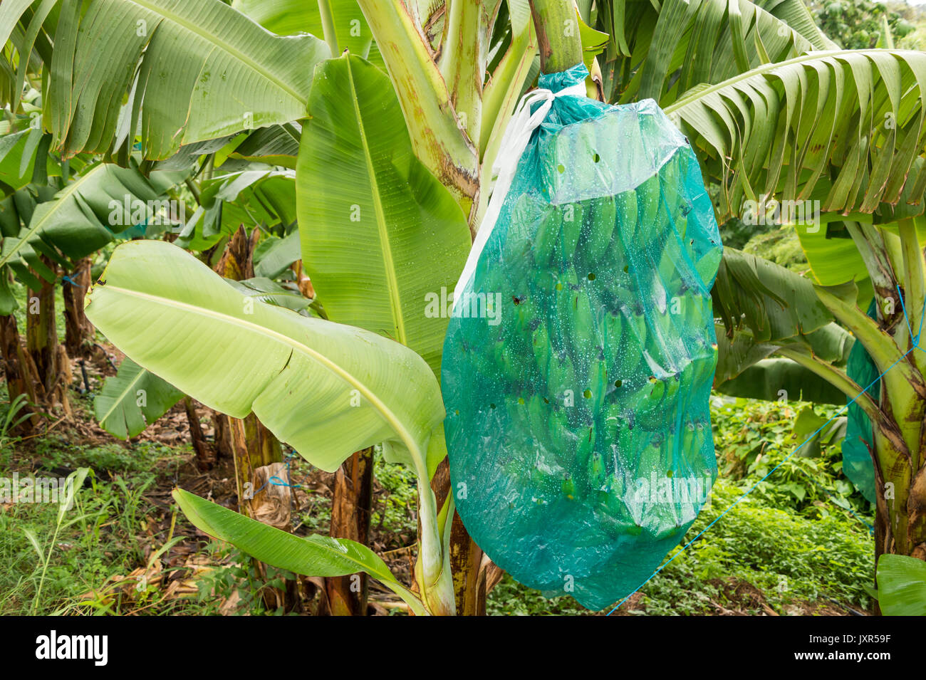 Banana tree bunch bananas plantations -Fotos und -Bildmaterial in hoher ...