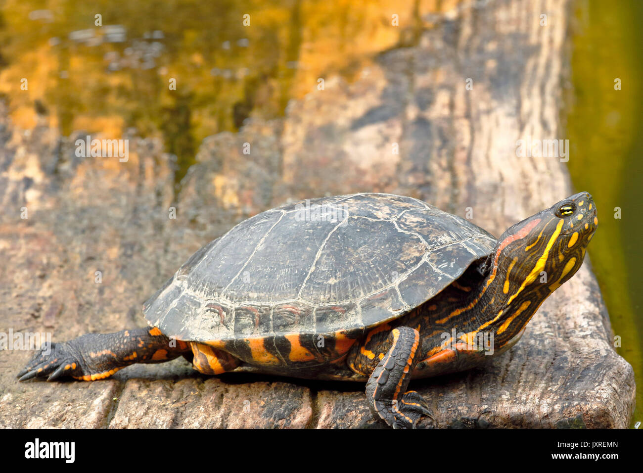 Tortuga de orejas Rojas (TRACHEMYS SCRIPTA elegans), Especie tomada de ...