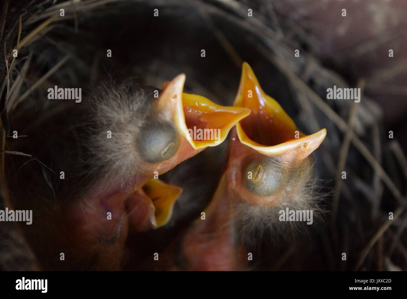 Hungry baby birds -Fotos und -Bildmaterial in hoher Auflösung – Alamy