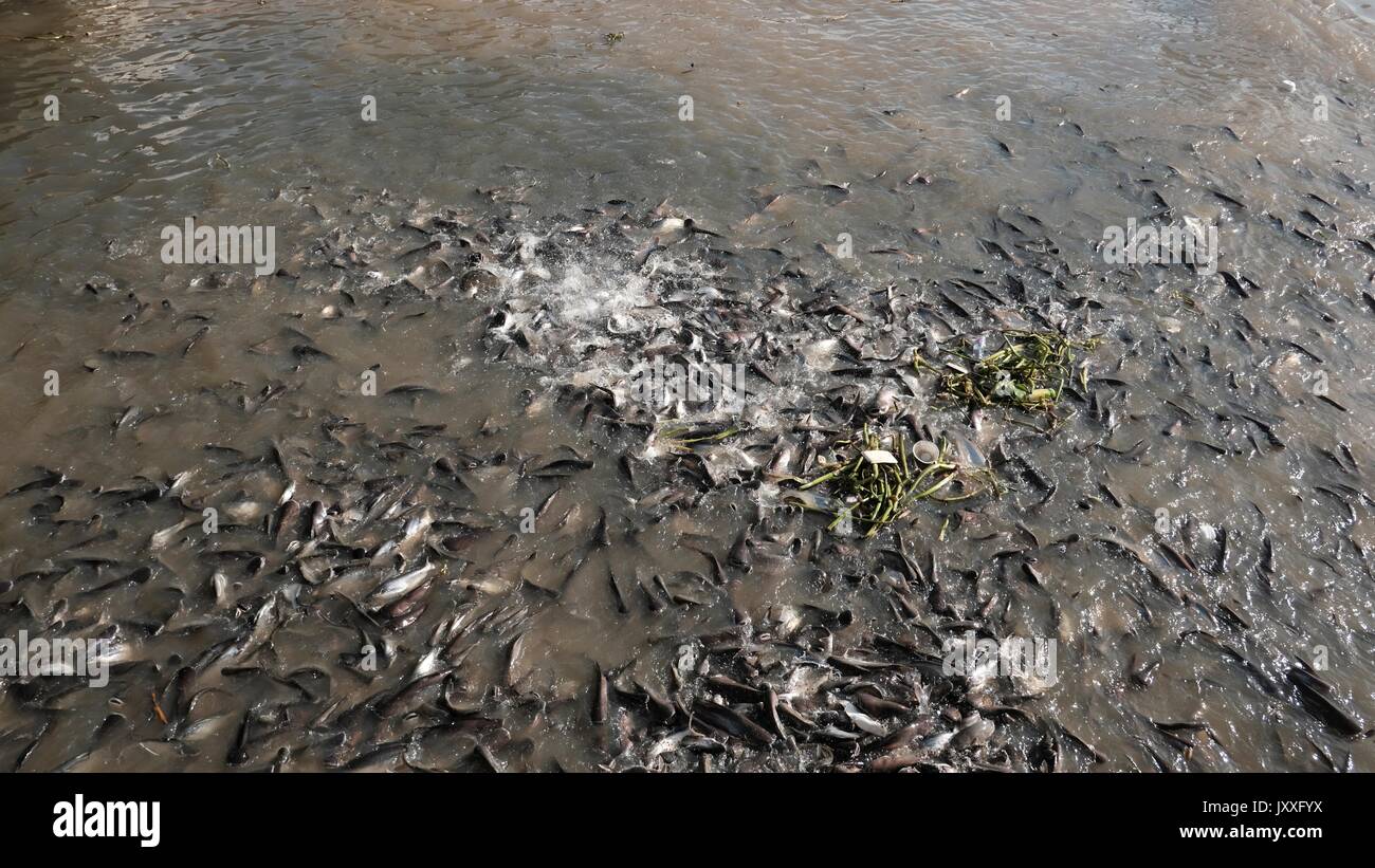Schmutziges Wasser Fische im Chao Phraya River Boot Wat Pier Bangkok ...