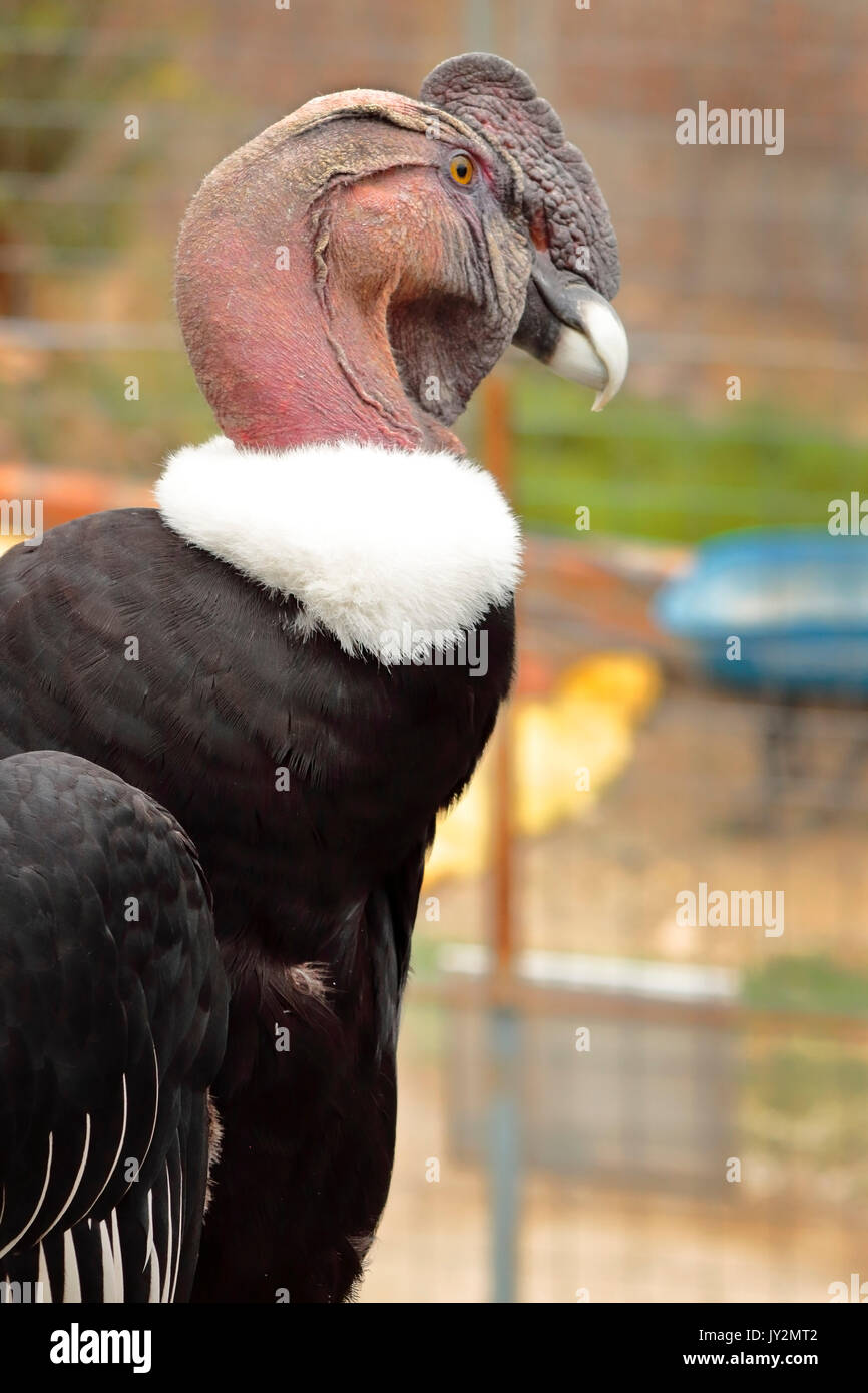 El Cóndor Andino, hoch Condor de los Andes o simplemente Cóndor (Vultur ...