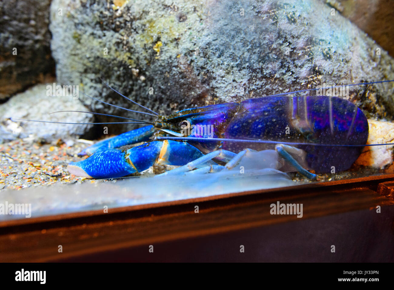 Flusskrebse (Cherax quadricarinatus Redclaw), Daintree Discovery Centre ...