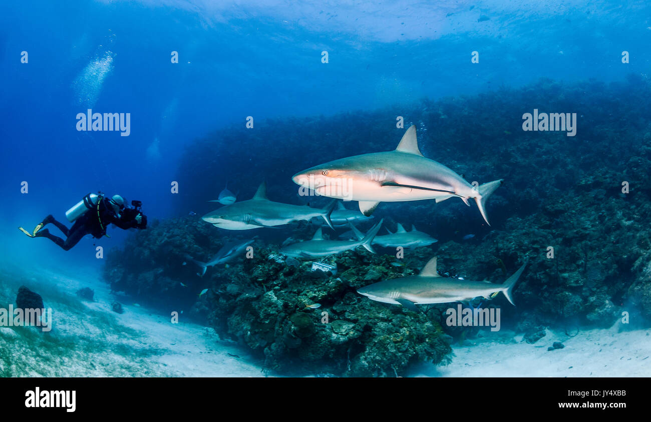 Haie schwimmen -Fotos und -Bildmaterial in hoher Auflösung – Alamy