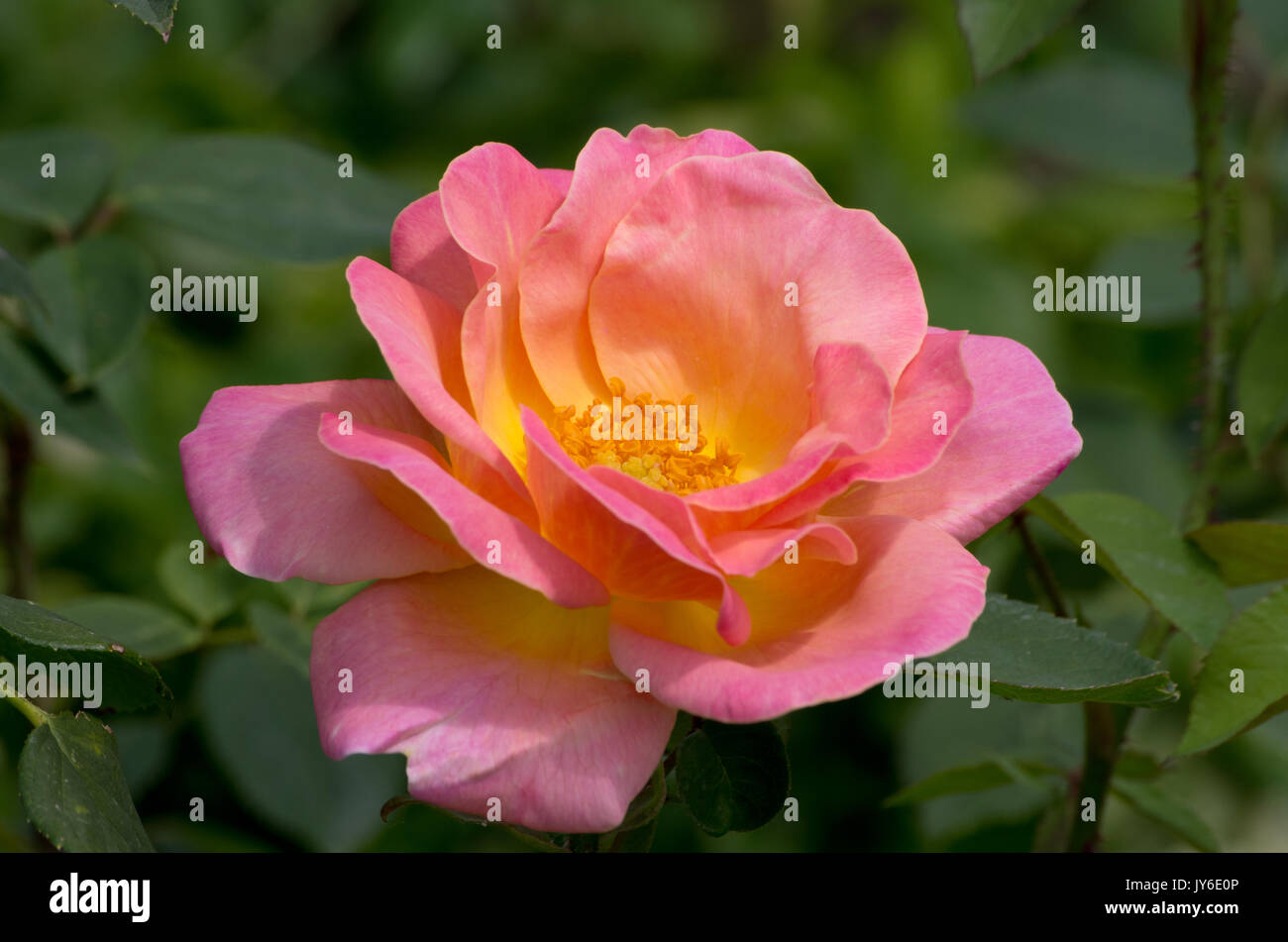 Rose dr eckener -Fotos und -Bildmaterial in hoher Auflösung – Alamy