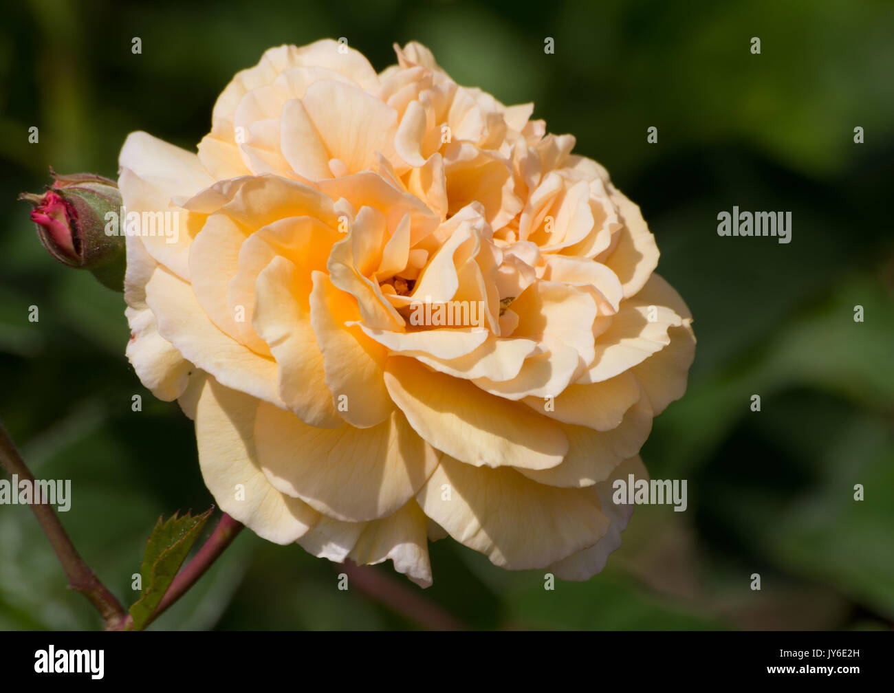 Buff colour -Fotos und -Bildmaterial in hoher Auflösung – Alamy