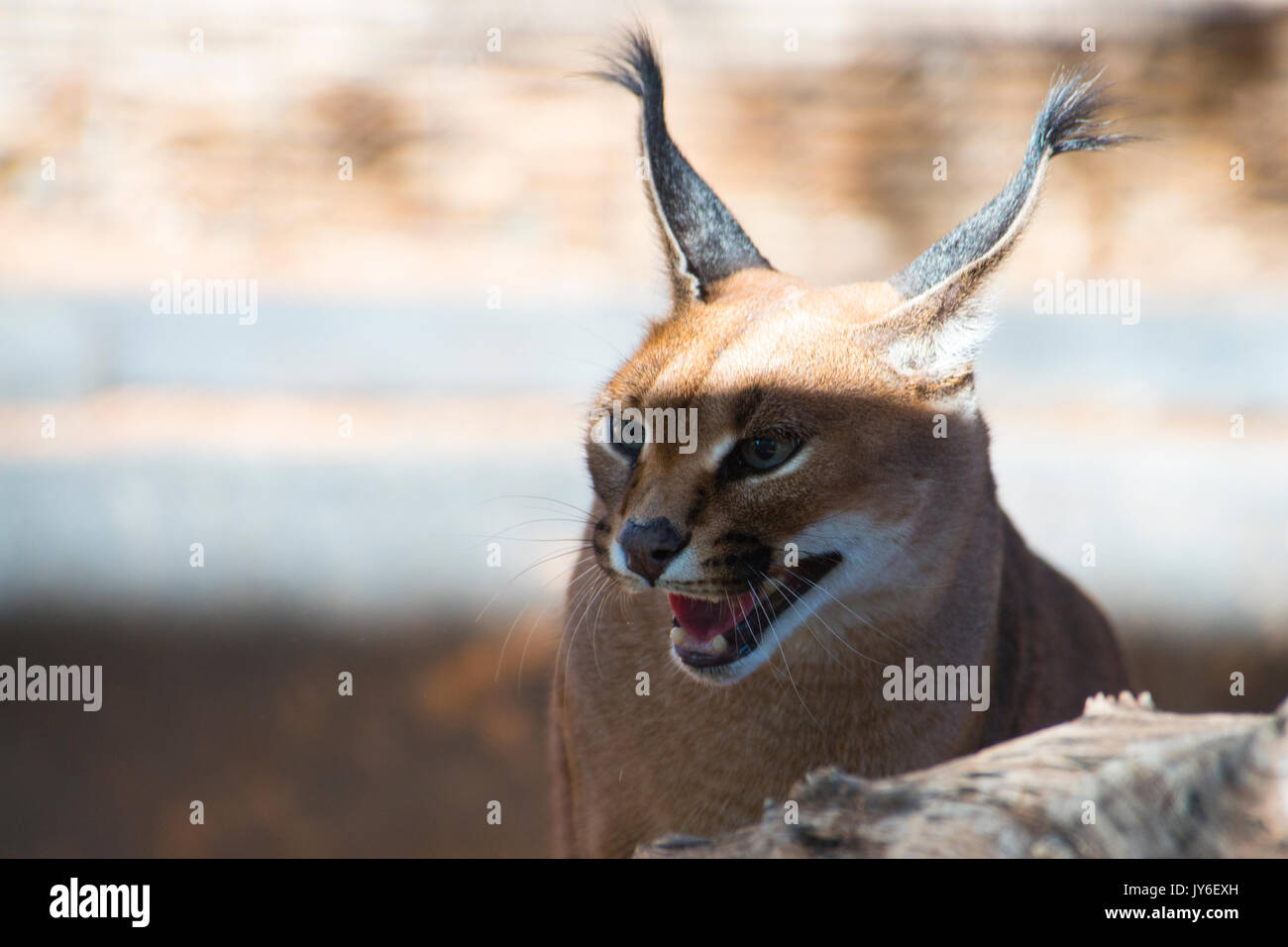 Karakal katzen -Fotos und -Bildmaterial in hoher Auflösung – Alamy
