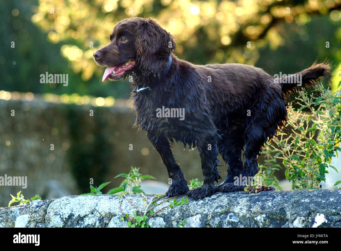 Brauner cockerspaniel -Fotos und -Bildmaterial in hoher Auflösung – Alamy