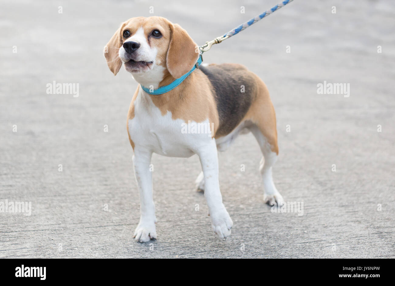 Beagle sniffer -Fotos und -Bildmaterial in hoher Auflösung – Alamy