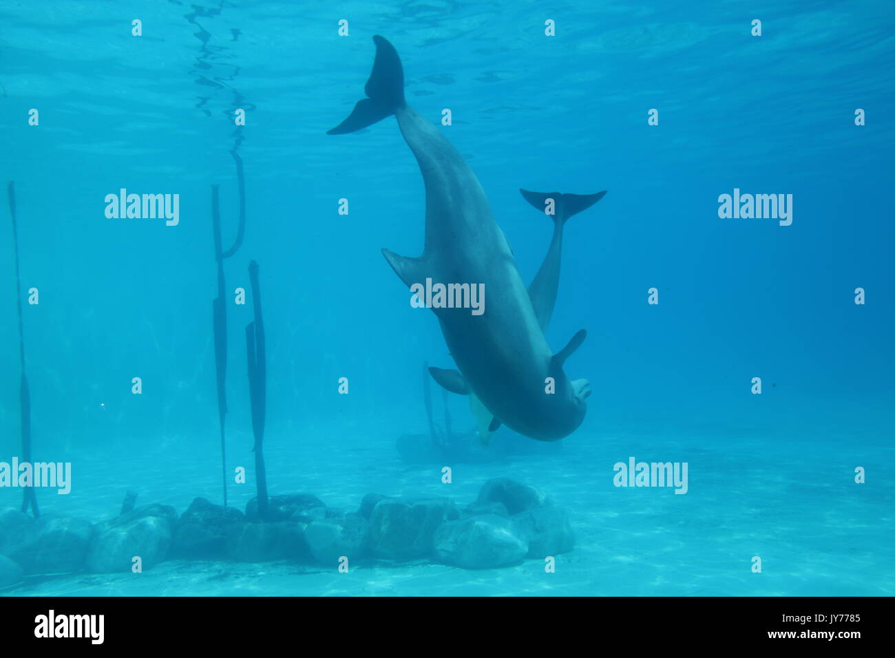 Mutter und baby delfin -Fotos und -Bildmaterial in hoher Auflösung – Alamy