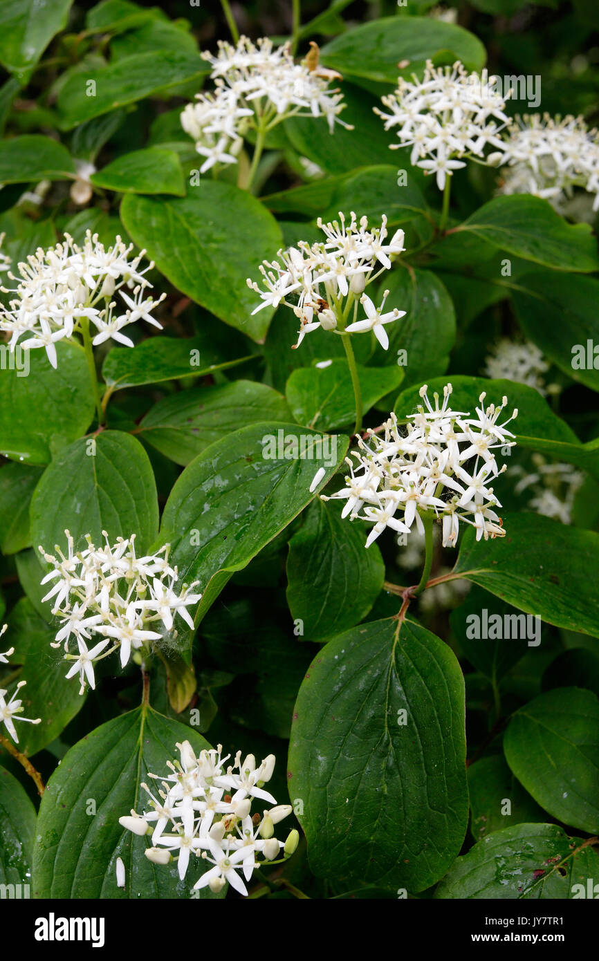 Die Blüten der Cornus sanguinea, der gemeinsamen Hartriegel oder ...