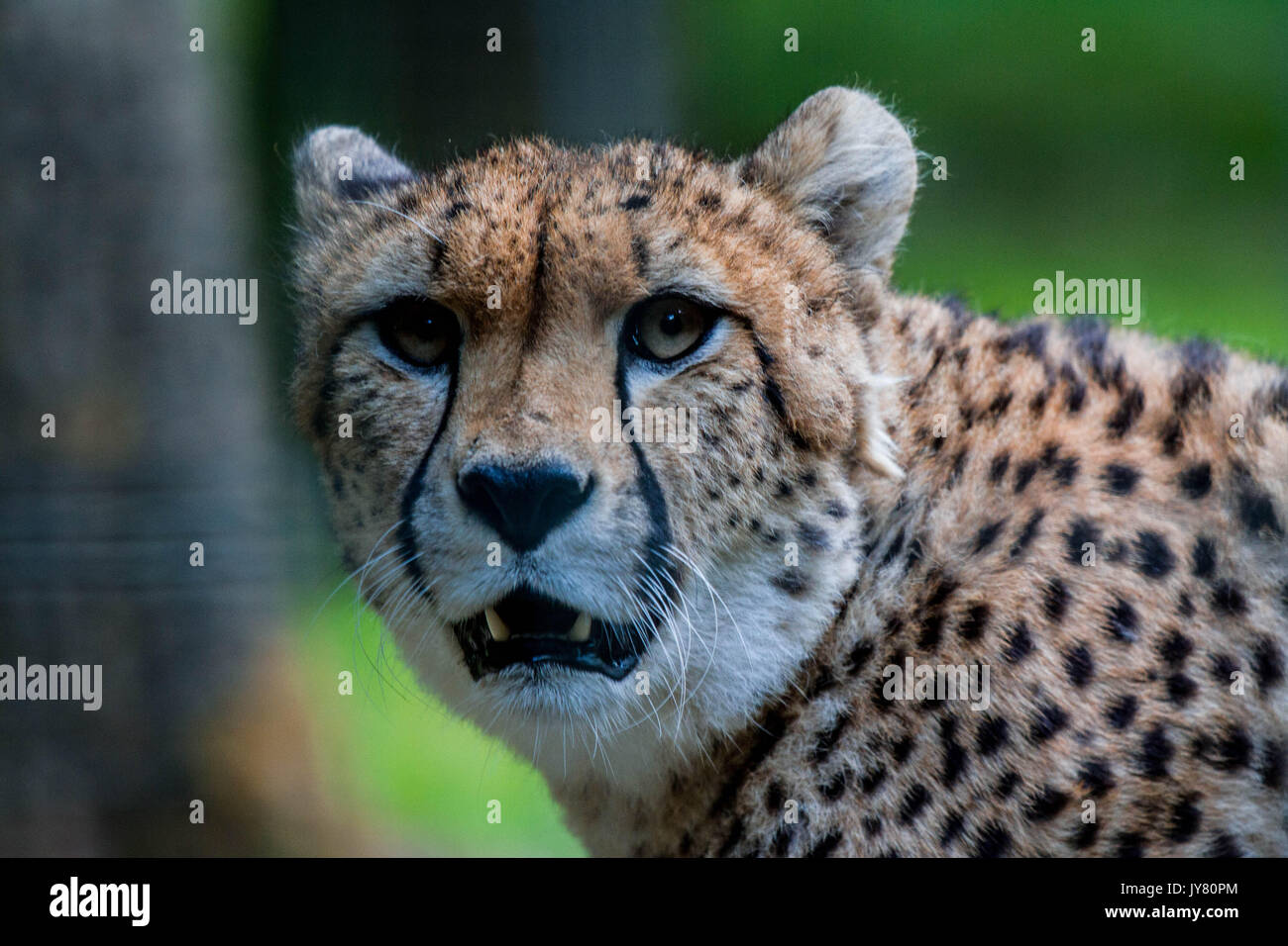 Zoo sauvage -Fotos und -Bildmaterial in hoher Auflösung – Alamy