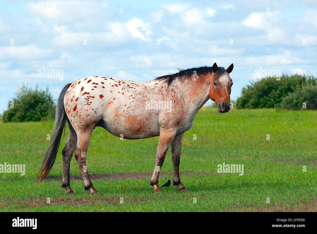 Stehendes geflecktes pferd -Fotos und -Bildmaterial in hoher Auflösung ...