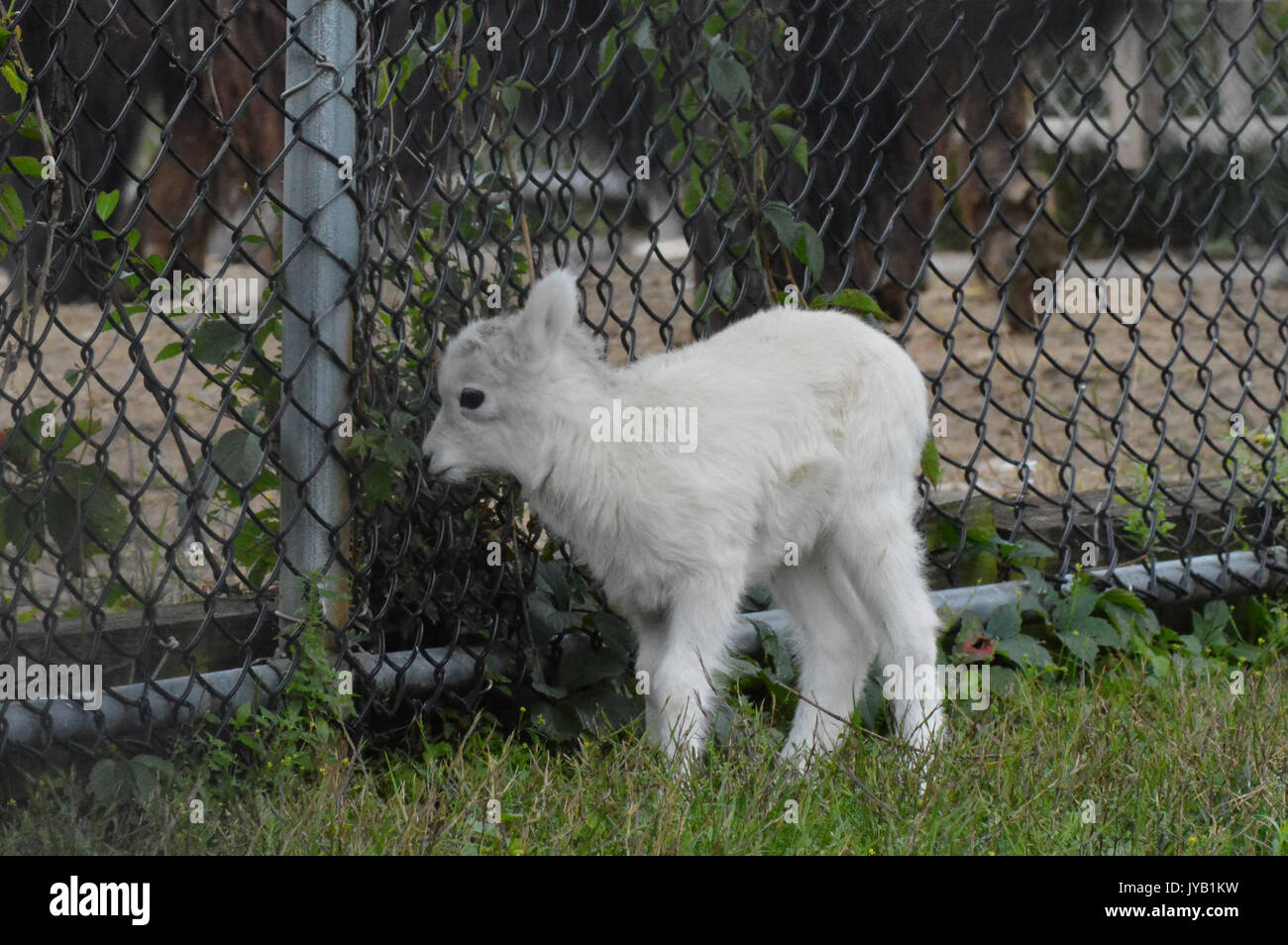 Schafe mit babyschafen Stockfotos und -bilder Kaufen - Alamy