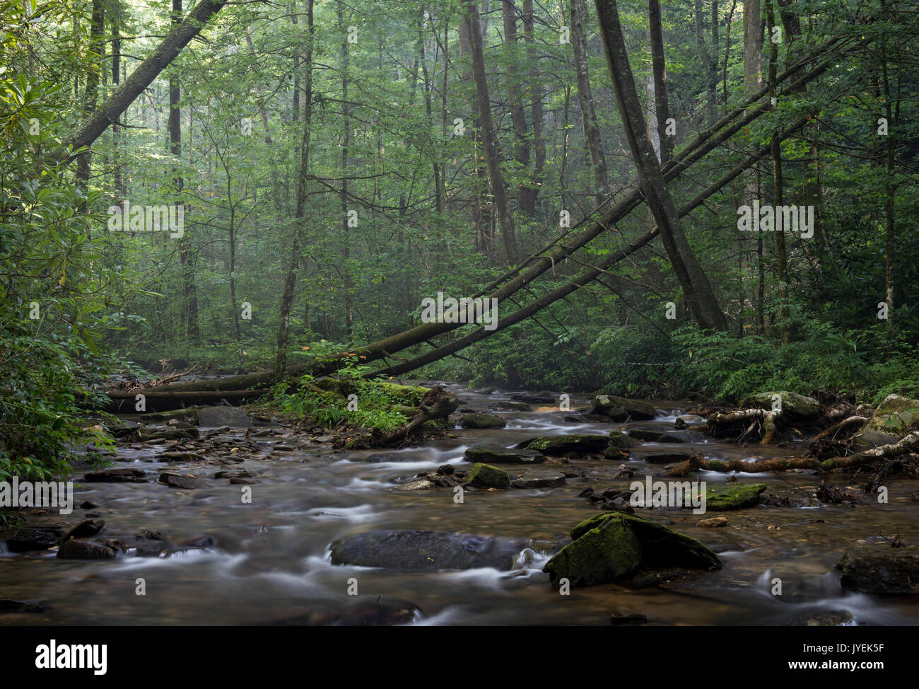 Chattahoochee oconee national forest -Fotos und -Bildmaterial in hoher ...