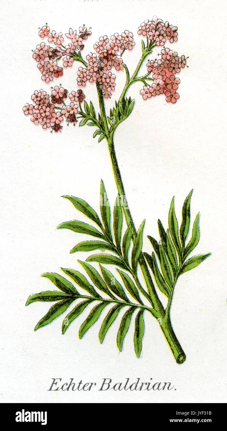 Baldrian officinalis Ausgeschnittene Stockfotos und -bilder - Alamy