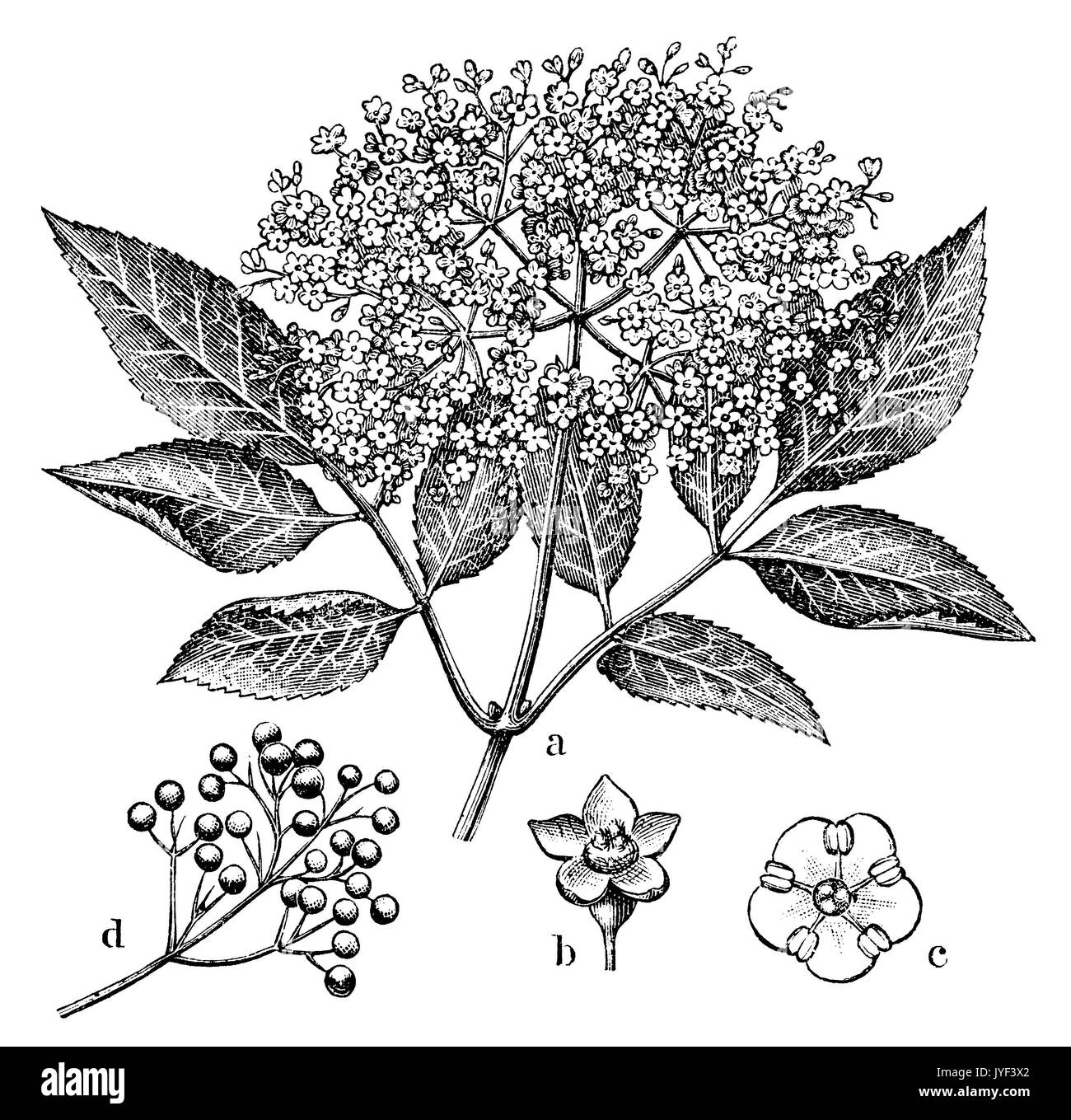 Holunder zeichnung Ausgeschnittene Stockfotos und -bilder - Alamy
