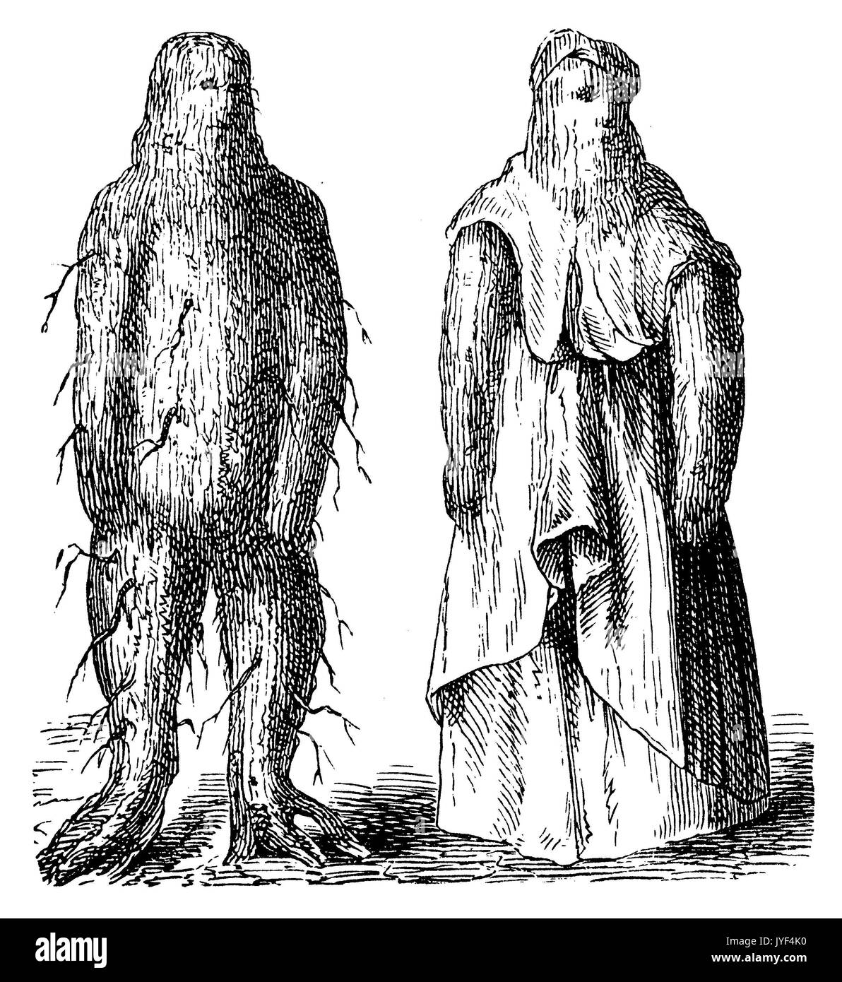 Historische mandrake gravur -Fotos und -Bildmaterial in hoher Auflösung ...