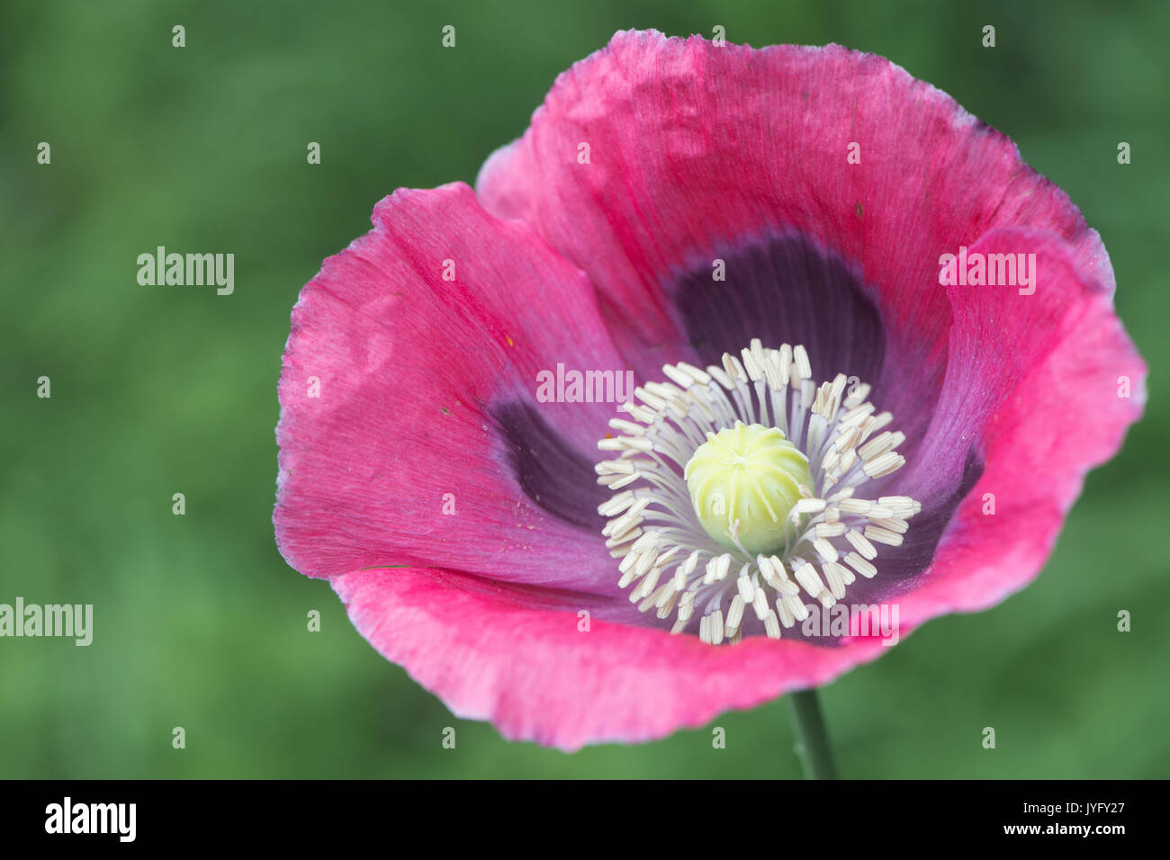 Schlafmohn (Papaver somniferum), Emsland, Niedersachsen, Deutschland ...