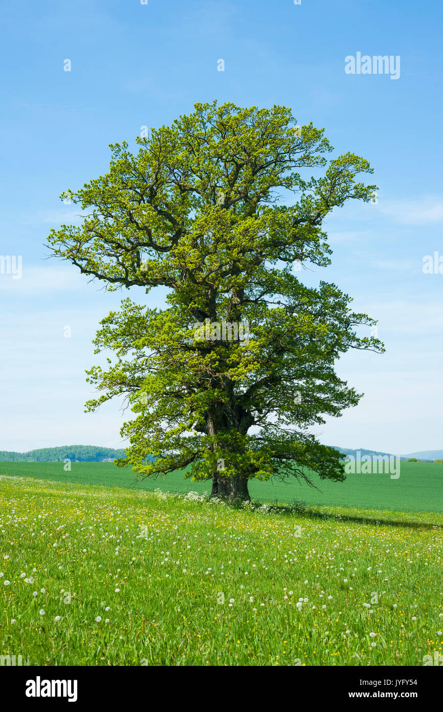 Alter baum eiche deutschland -Fotos und -Bildmaterial in hoher ...