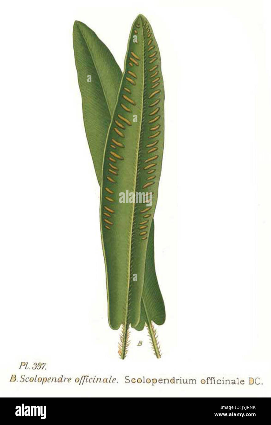 Scolopendrium officinale -Fotos und -Bildmaterial in hoher Auflösung ...