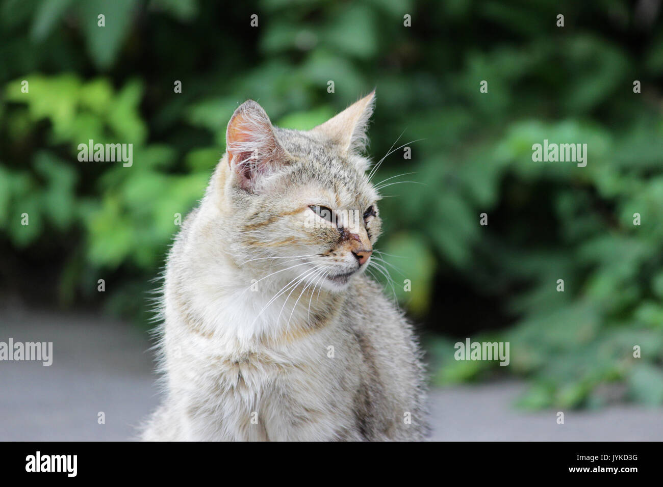 Heimatlose Katze felines Herpesvirus infiziert - feline Rhinotracheitis ...