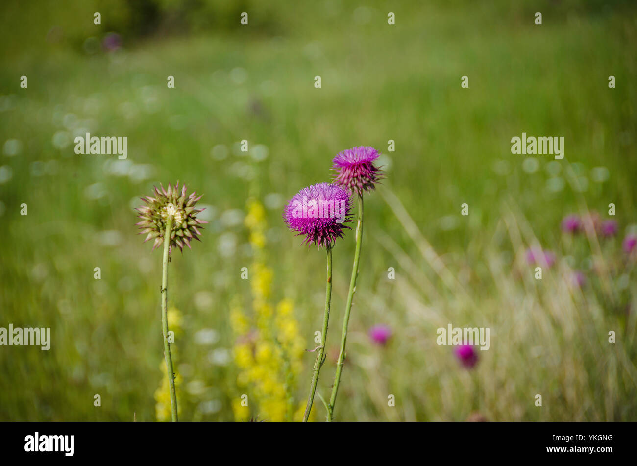 Lila milchdisteln -Fotos und -Bildmaterial in hoher Auflösung – Alamy