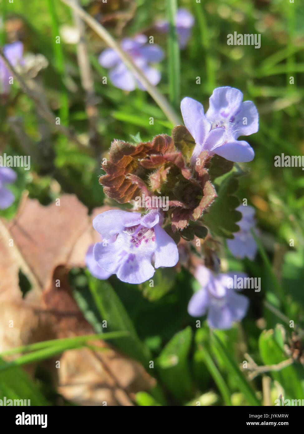 Glechoma hederacea botanische illustration -Fotos und -Bildmaterial in ...