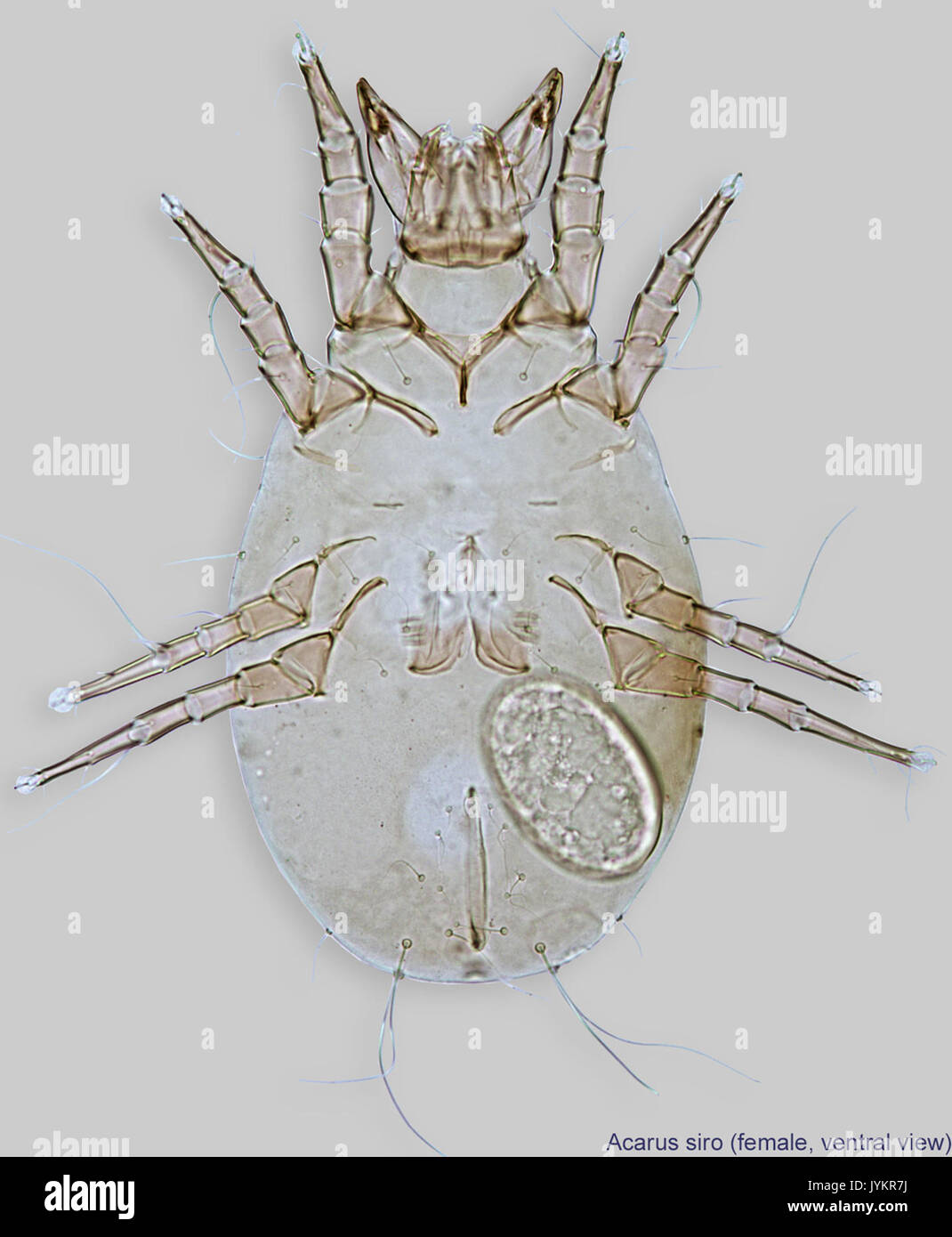 Acarus Siro Stockfotos & Acarus Siro Bilder - Alamy