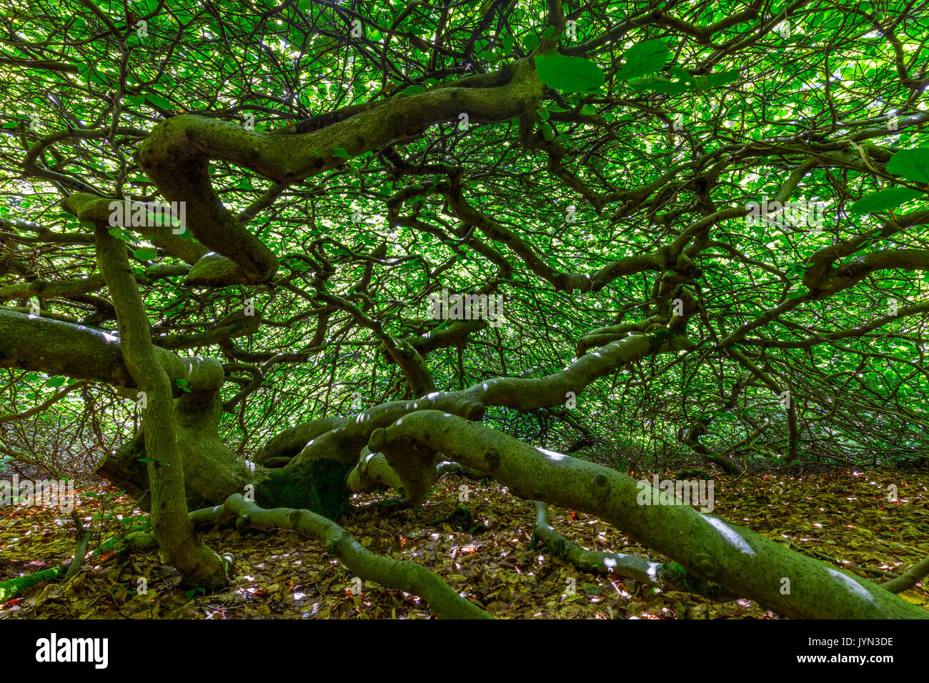 Les faux de verzy forest -Fotos und -Bildmaterial in hoher Auflösung ...