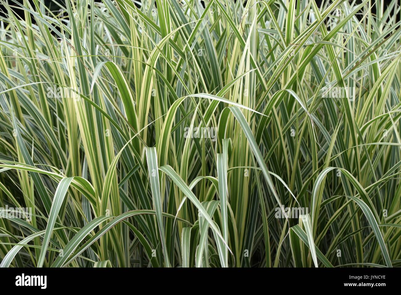 Carex everest -Fotos und -Bildmaterial in hoher Auflösung – Alamy