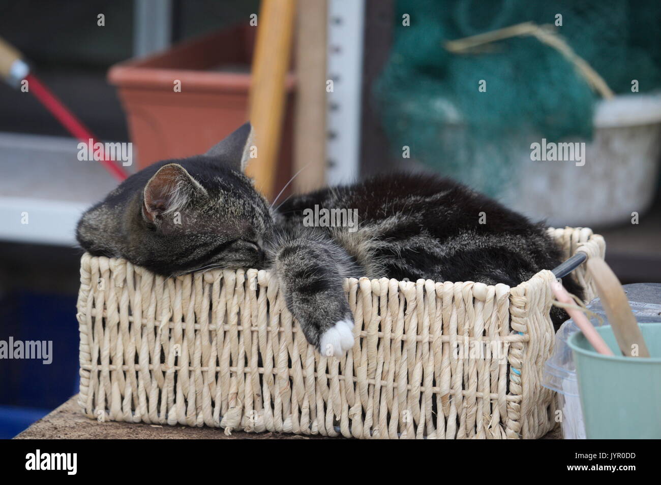 Katze im korb legen -Fotos und -Bildmaterial in hoher Auflösung – Alamy